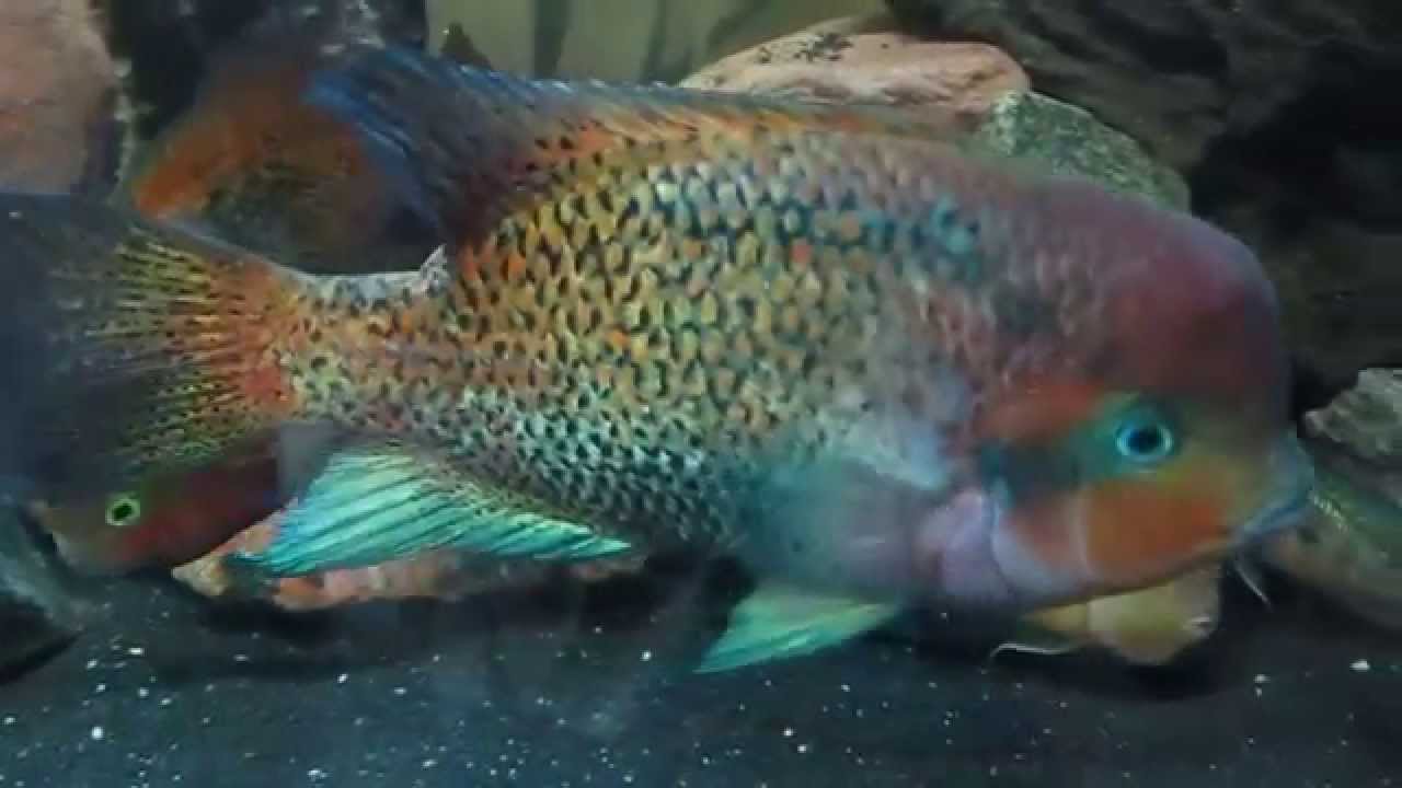 Paratheraps synspilum - YouTube