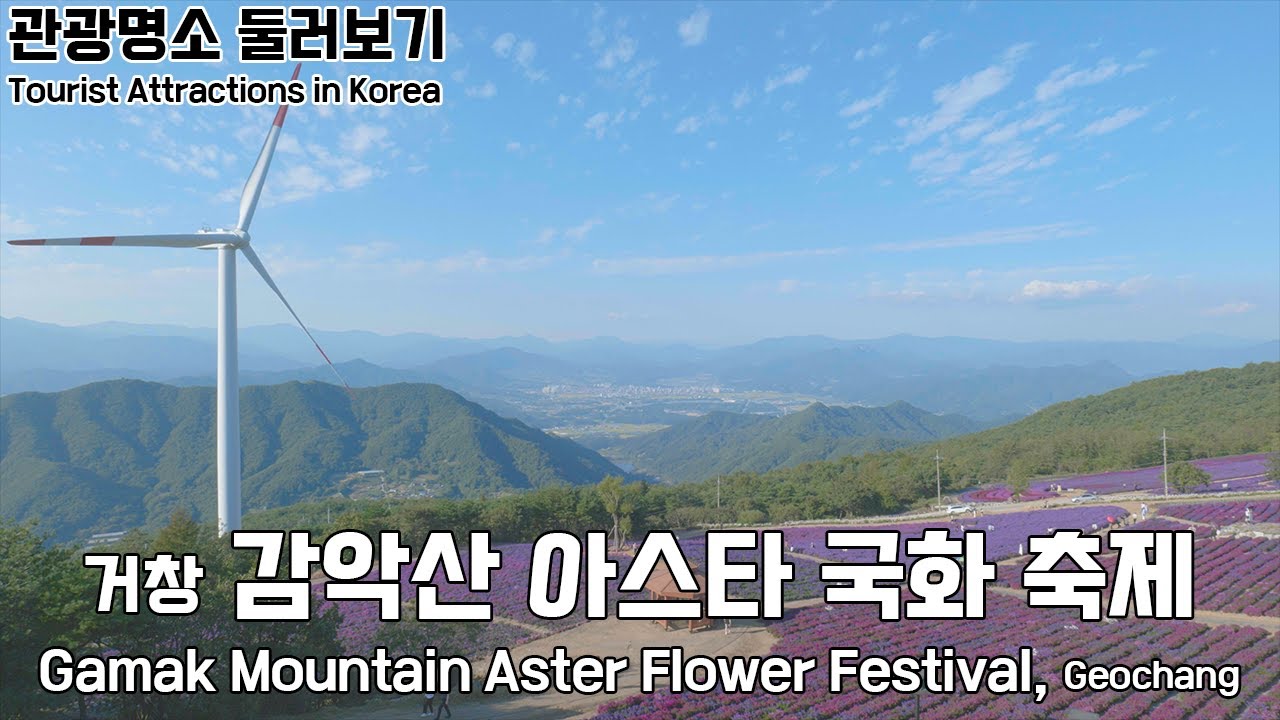 Gamak Mountain Aster Flower Festival, Geochang Walking Tour [4K ...