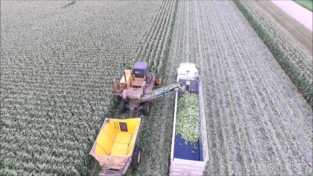 Minnesota Sweet Corn Harvest 2015 - YouTube