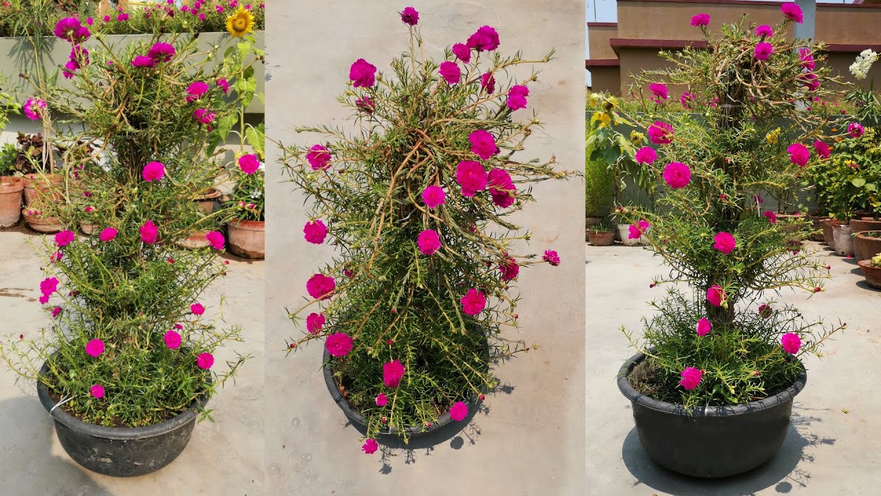 Portulaca "Tree" | Portulaca Tower | How to make and take Care | DIY ...