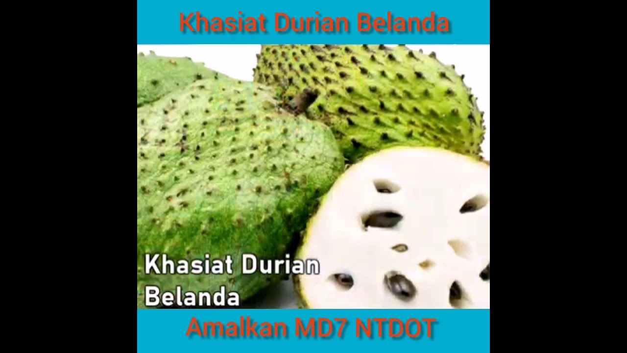 Khasiat Durian Belanda - abanglimap Khasiat Durian Belanda - abanglimap