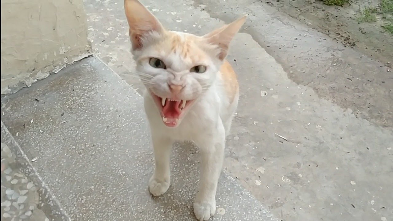 Feral Cat Maya Scaring My Birds - YouTube