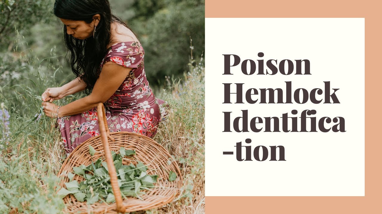 Poison Hemlock Toxicity