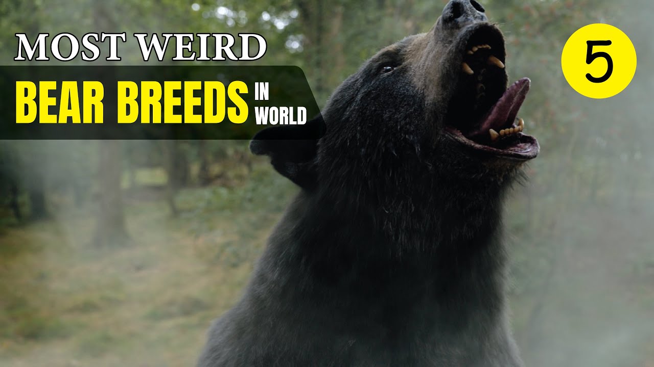 Most Weird Bear Breeds In The World | Wild Whim - YouTube