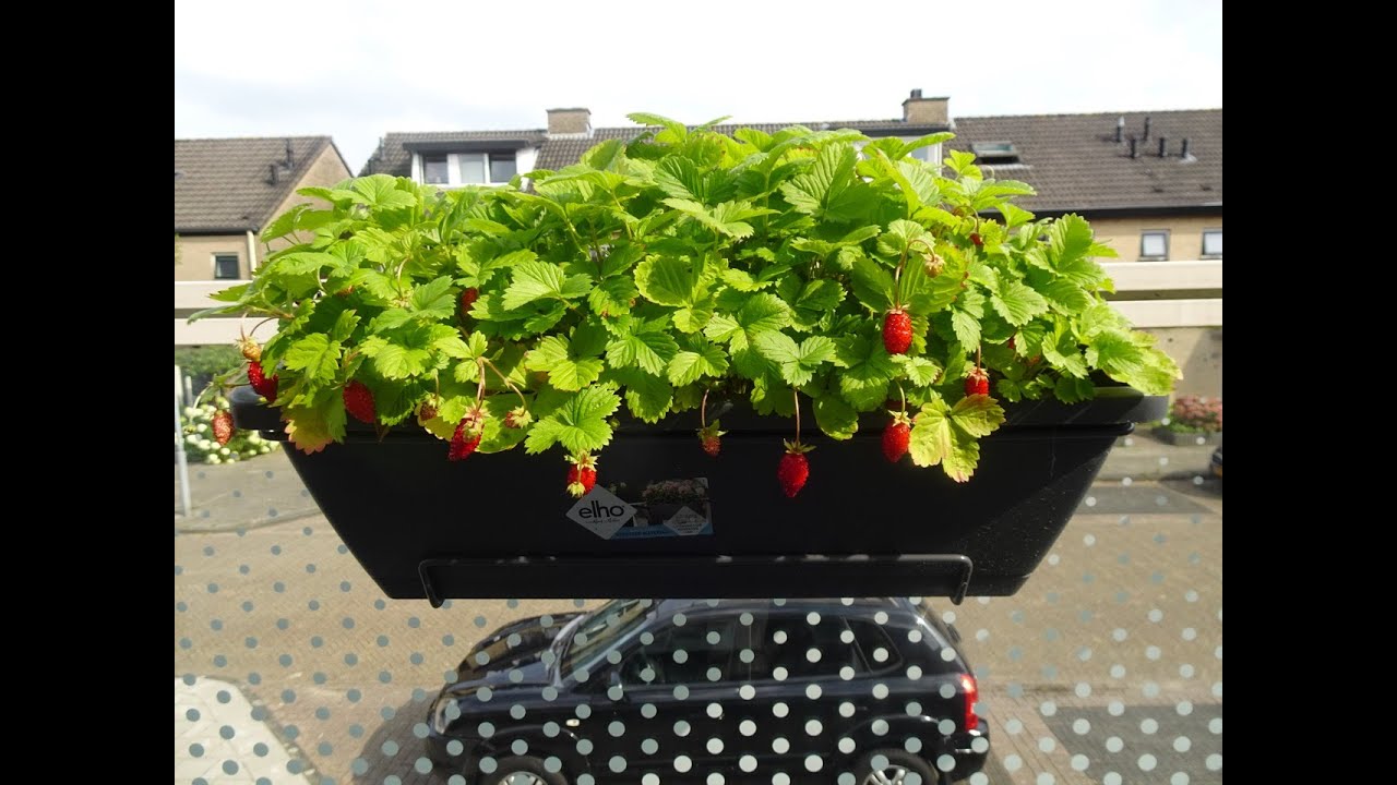 Experiment #316: Hoe groeit een aardbeienplant? 🍓 (timelapse) - YouTube