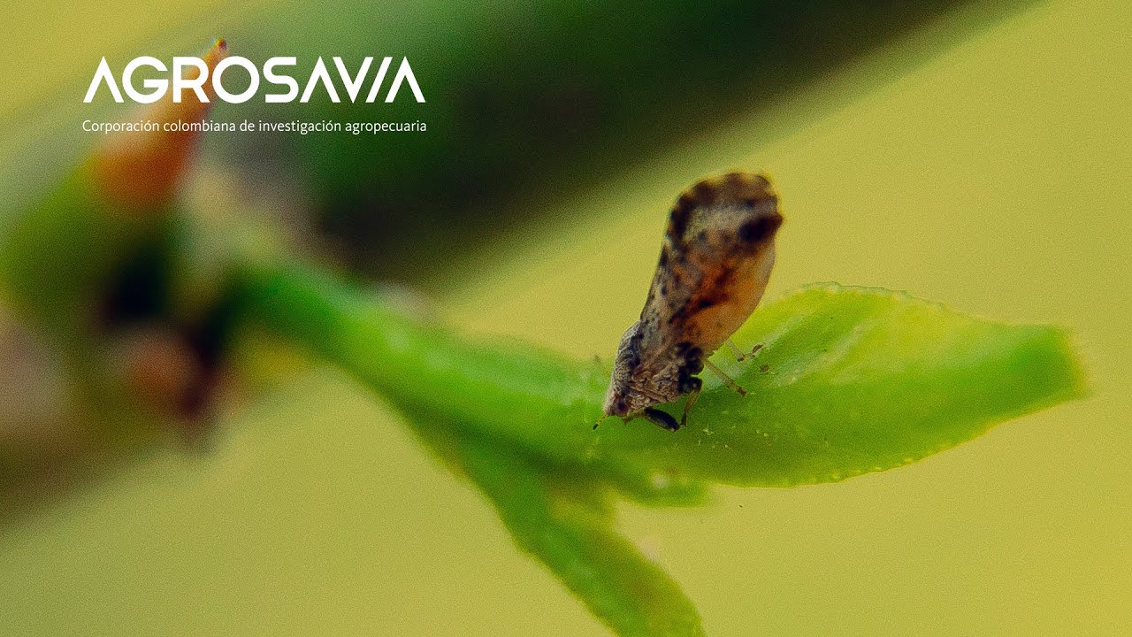 Manejo Integrado de Diaphorina citri vector del HLB - YouTube