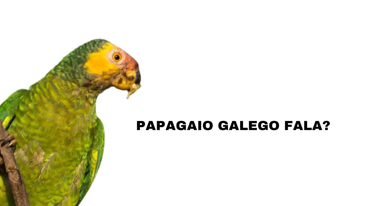 Papagaio Galego Fala? - YouTube