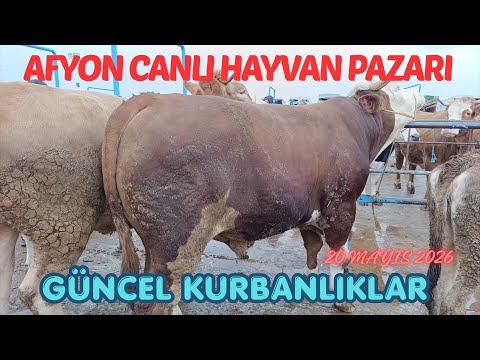 AFYON ÇAYIRBAĞ CANLI HAYVAN PAZARI 20 MAYIS 2026 GÜNCEL KURBANLIK FİYATLARI