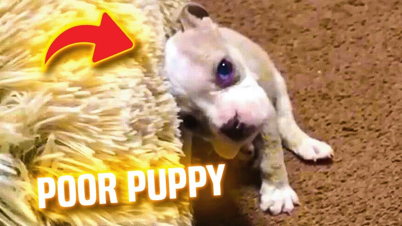 Tiny puppy in recovery snares thousands of hearts rolling to her bed at ...