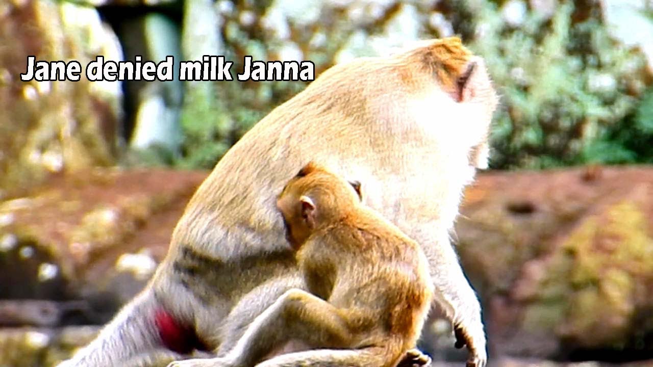 Jane monkey denied milk from Janna | Jane shake body & walk away when ...