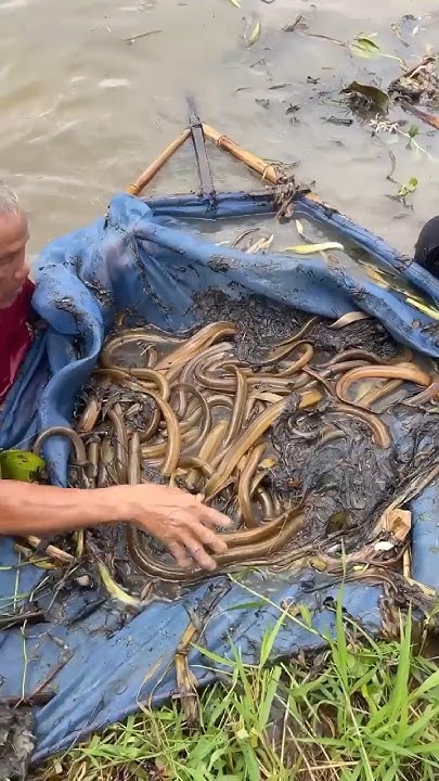 Unbelievable eel trap technique with survival skills for a lot of huge eels fish 👏 #fishing ...