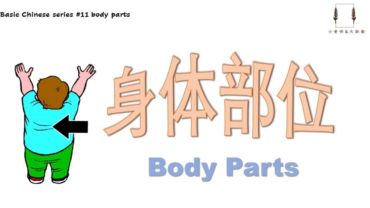 Learn Parts of the Body in Chinese | 👍#Basic Chinese series 基础（礎）中文 ...