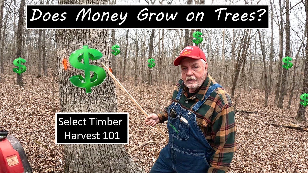 Project 291; Can we make money on this? How the process works for a ...