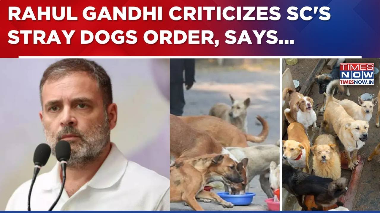 Rahul Gandhi Criticizes Supreme Court's 'Stray Dogs' Directive: 'These ...