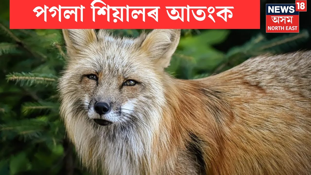 Fox Terror in North Guwahati | উত্তৰ গুৱাহাটী ফুলুংত পগলা শিয়ালৰ আতংক ...