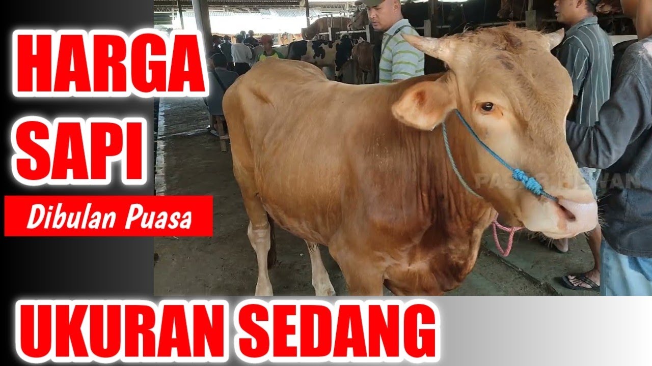 HARGA SAPI UKURAN SEDANG DI BULAN PUASA - YouTube