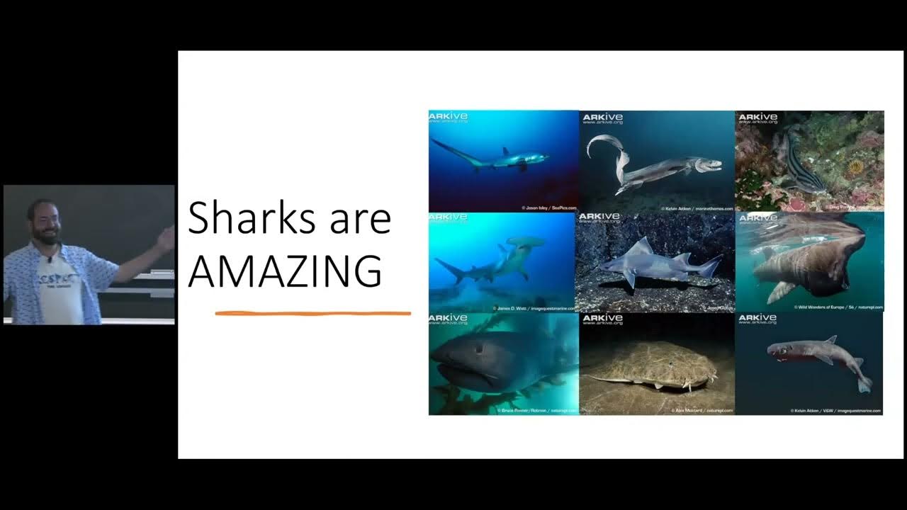Why Sharks Matter: Shark Science and Conservation - YouTube