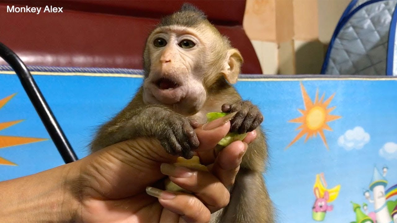 Time To Eat Happy Baby Monkey Alex With Family - YouTube