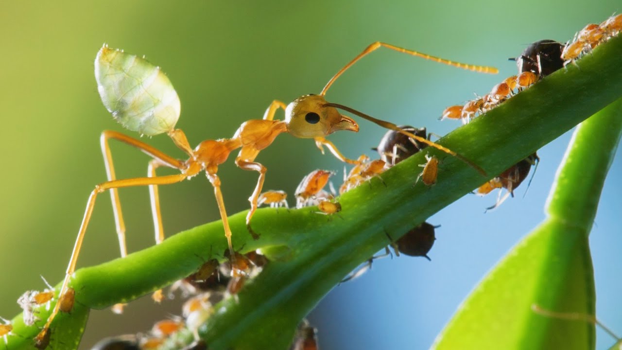 Green Tree Ants Fiercely Protect Their Friends…At Least During the ...