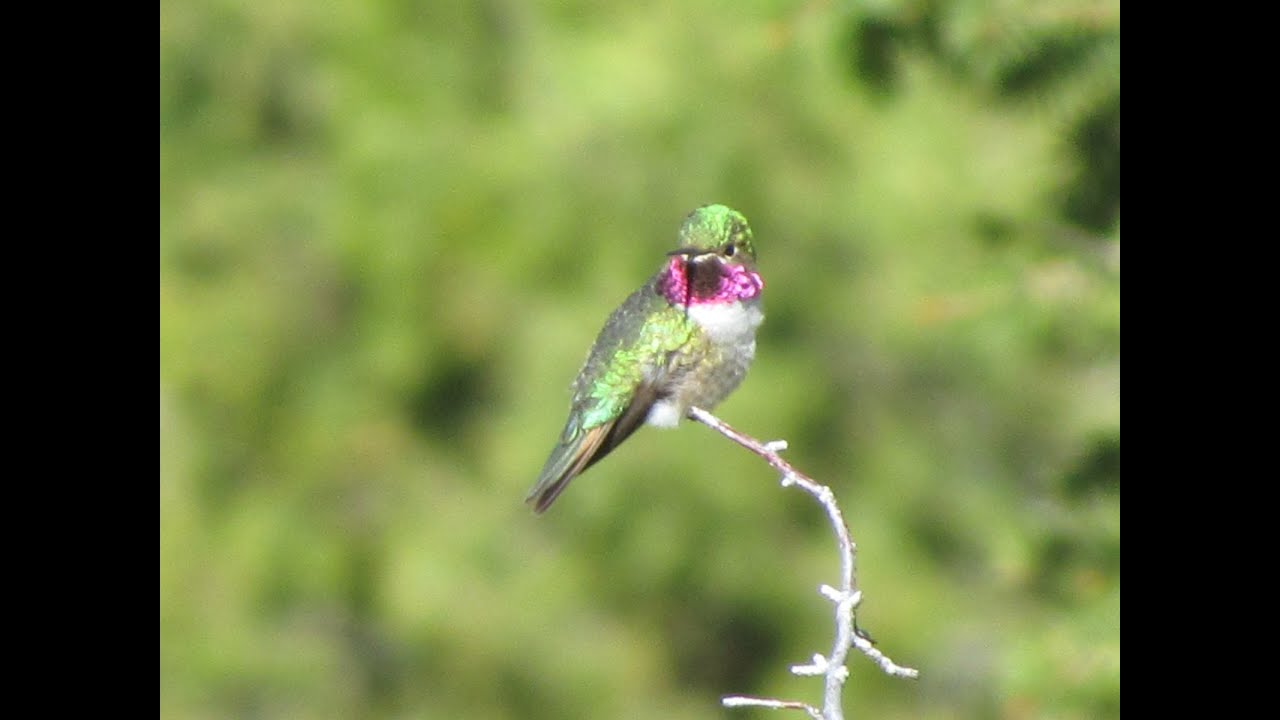 Hummingbirds - YouTube