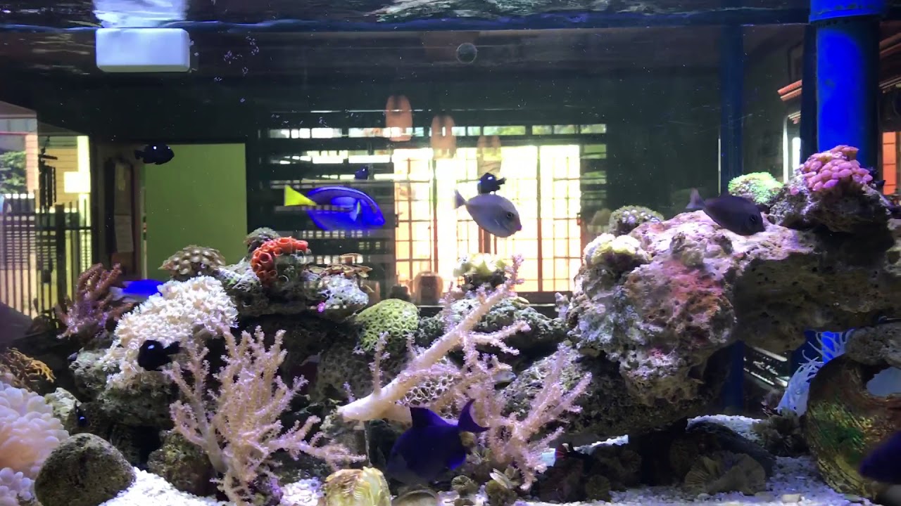 Mixed reef tank update - YouTube