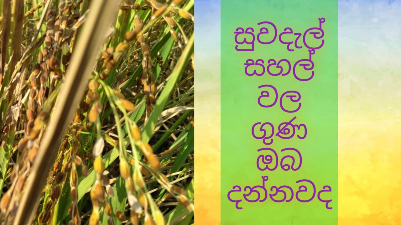 suwadal rice/ සුවදැල් වි වගාව/ /ishan heritage /sri lanka suwadel rice ...