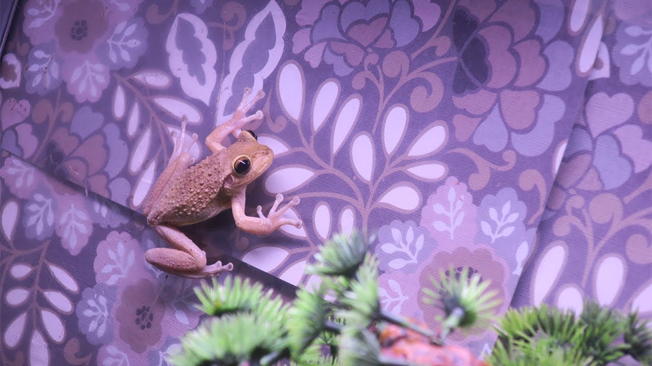 March Frog Room Tour! - YouTube