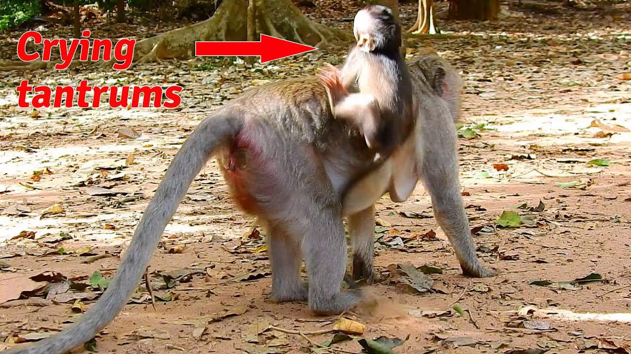 Baby monkey Jinx cries tantrums angry mom - YouTube