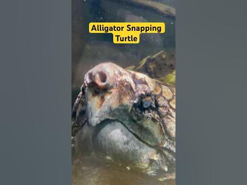 Massive Alligator Snapping Turtle🐊🐢 - YouTube