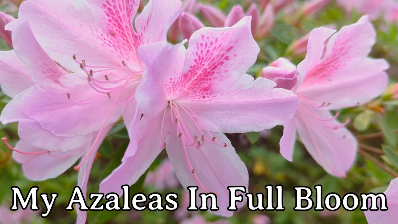 Azaleas in full bloom at #OurAlabamaHomestead - YouTube