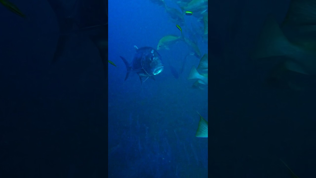 60 POUND GIANT TREVALLY YouTube 60 POUND GIANT TREVALLY YouTube