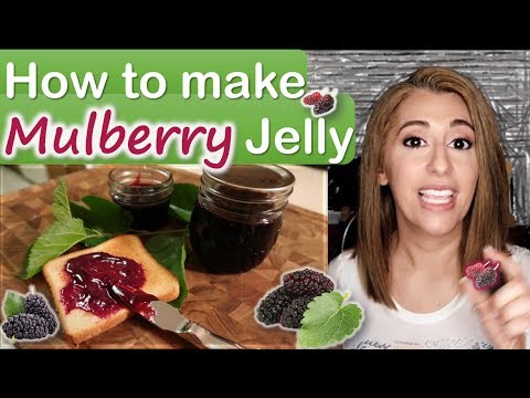 How to make MULBERRY JELLY 😍 (easy) | How to pick mulberries - YouTube