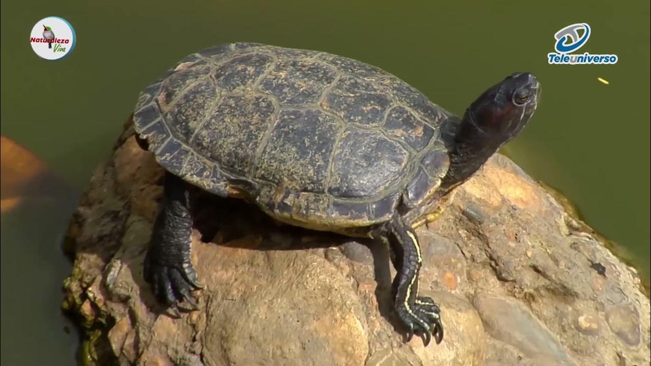 Monumento natural Pico Diego de Ocampo - YouTube