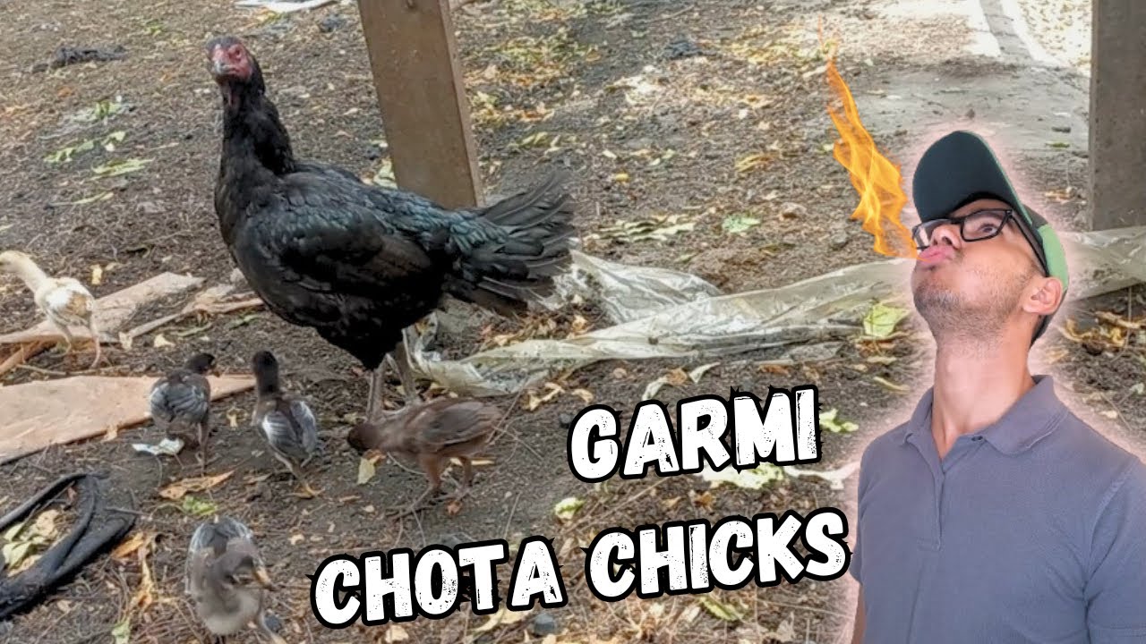 CHOTA CHICKS KI CARE + NO LIGHT | GARI KA SEAT COVER BHI CLEANED |😎 ...