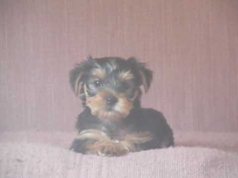 Shelby cries and howls (yorkie puppy) Soooooo Cute! - YouTube