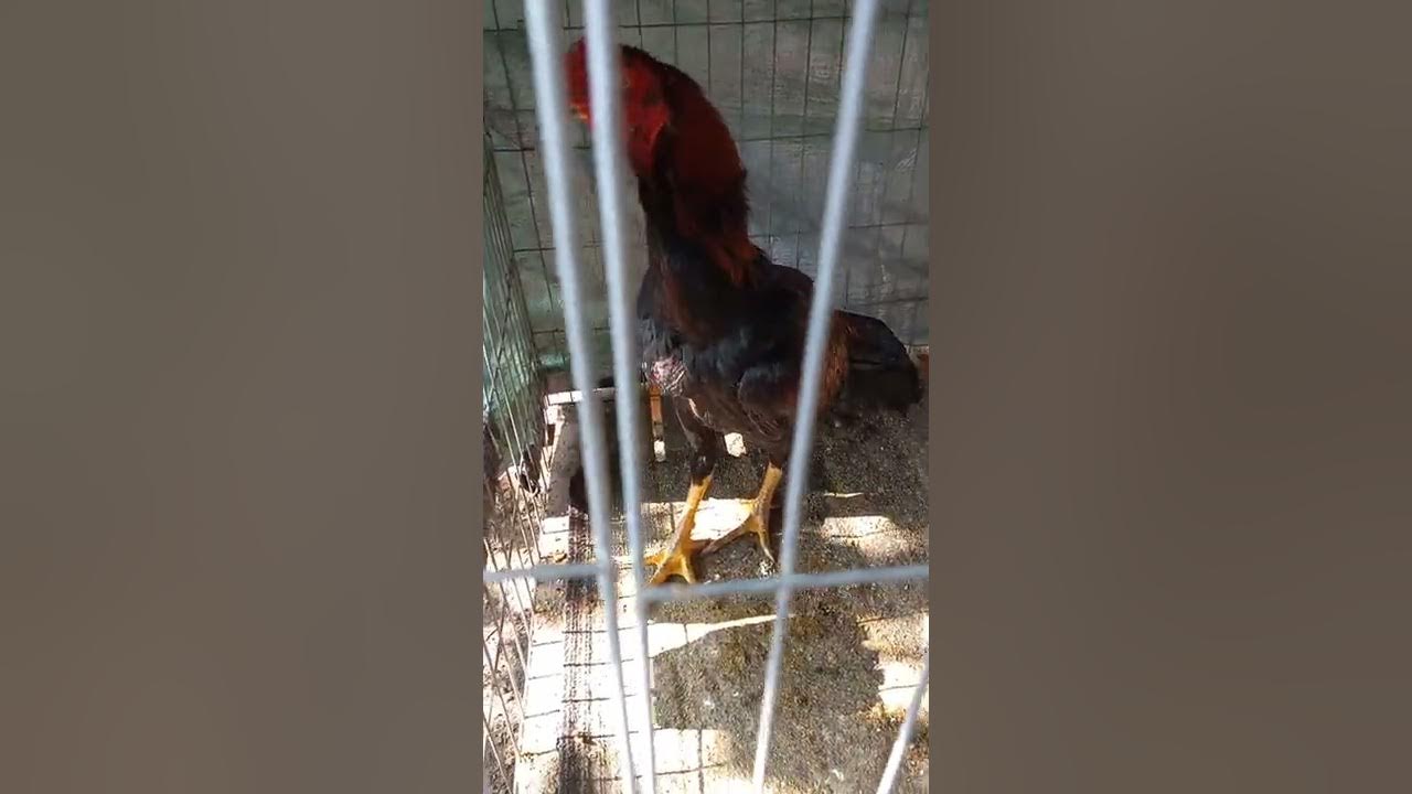 update kuv cov qaib dua 2 - YouTube