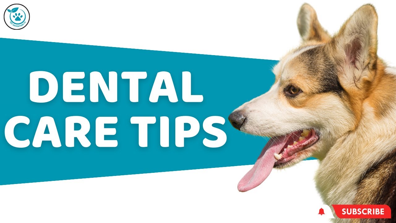 Corgi Teeth: A Comprehensive Guide for Owners | Pet Adventure TV - YouTube