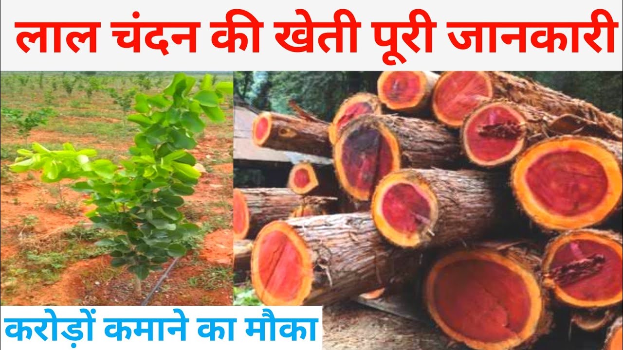 Red sandalwood farming in india | लाल चंदन की खेती। Chandan ka paudha ...