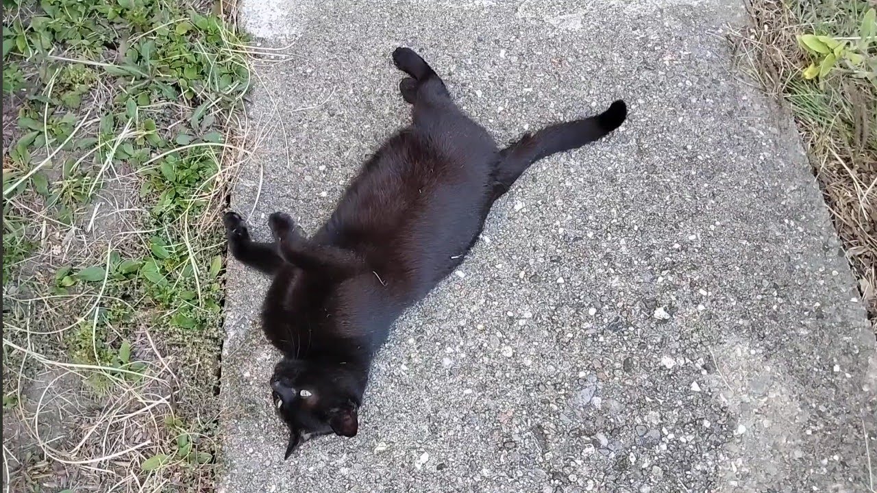 Cat Squirming Around - YouTube