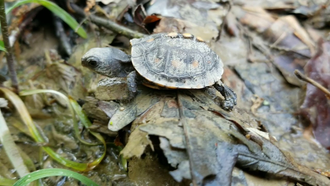 We found the cutest little Eastern Box Turtle hatchling. - YouTube