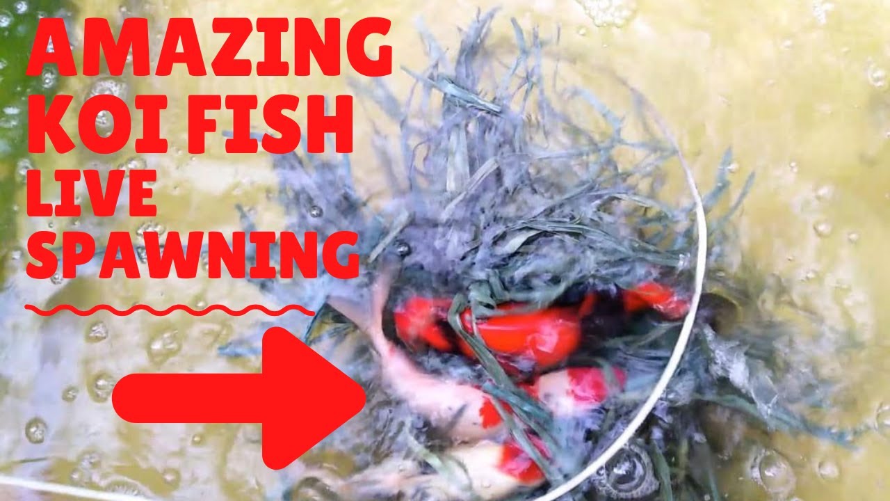 How to breed koi fish (Live Koi Fish Spawning) - YouTube