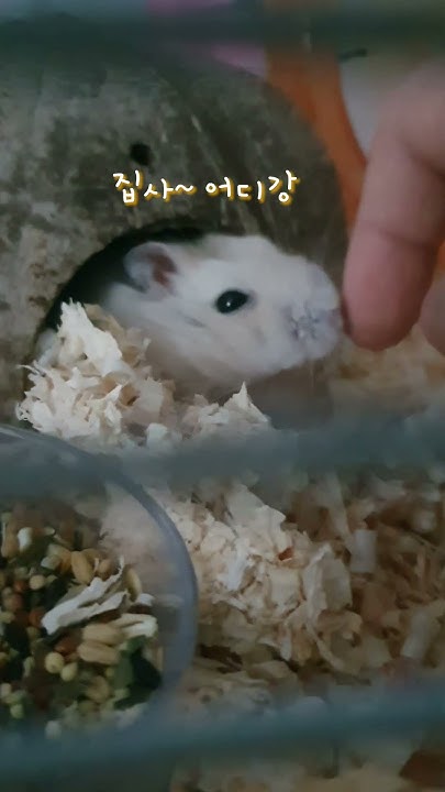 햄스터 모찌 야 눈 뜨고 자는거니ㅋㅋㅋ 그래도 집사 냄새는 아는 햄스터 모찌 ㅋㅋ 구독💖좋아요💖알림설정💖 부탁드립니당💖😄
