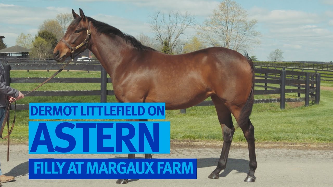 Dermot Littlefield on Astern filly out of Even Song - YouTube