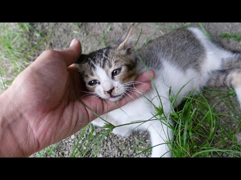 KUCING KESAYANGAN AQILZULKIFLEE 😢❤️