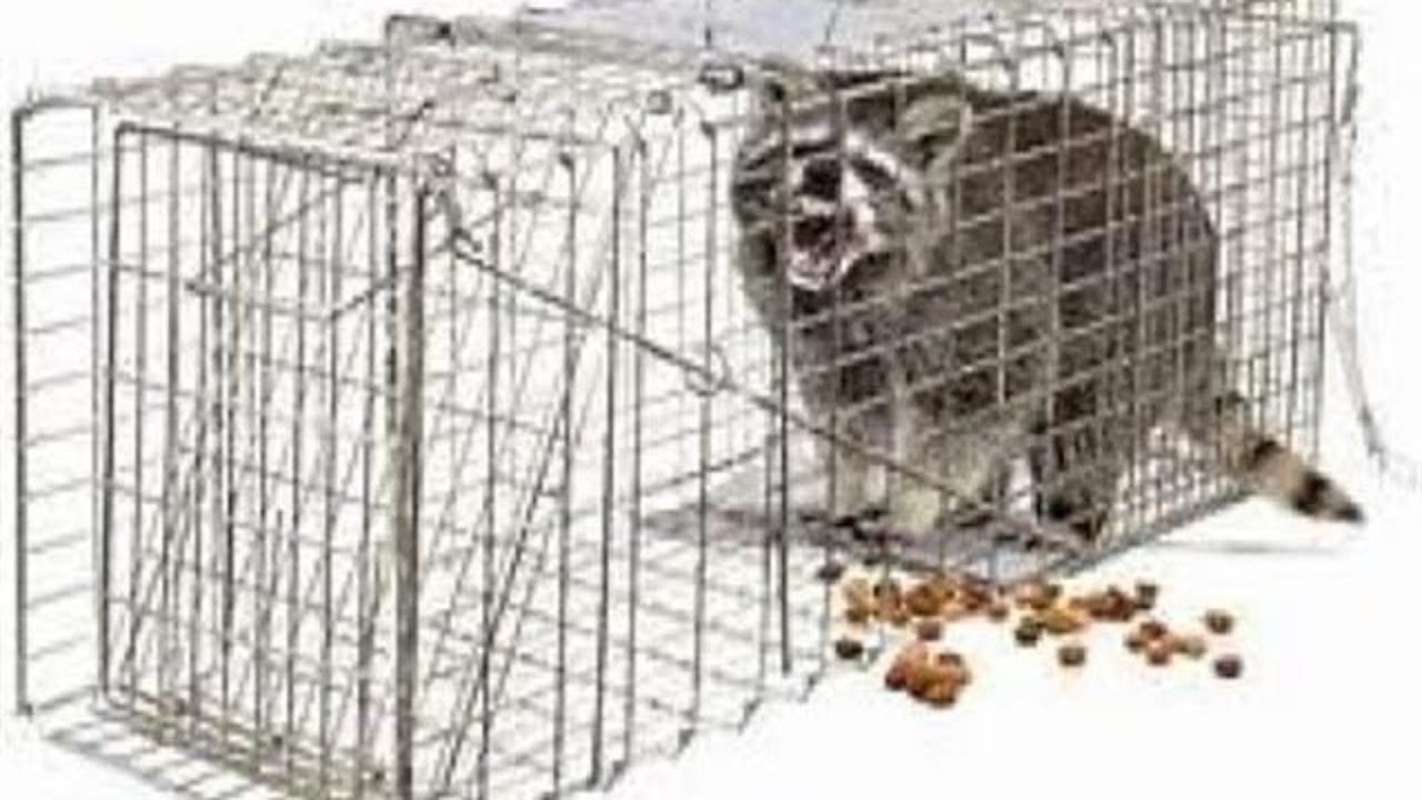 How to set a live trap for critters! - YouTube