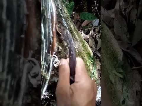 triik# memantat #pohon karet #lansung ke luar getah #vidio shot