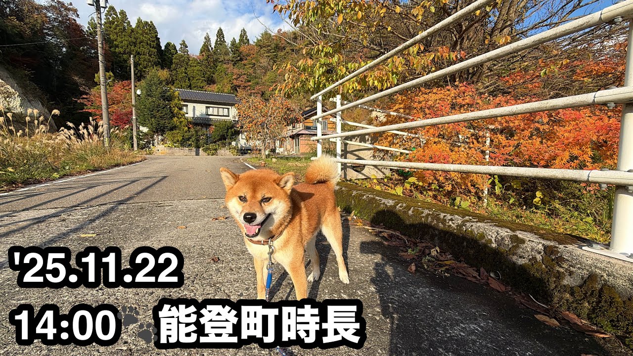 【能登・時長】秋晴れの川沿い散歩🐾 | Shiba Taro Walks by the River '25.11.22 14:00 - YouTube