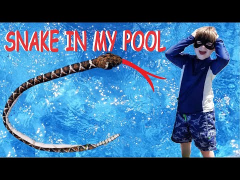 🐍SNAKE IN MY POOL🐍