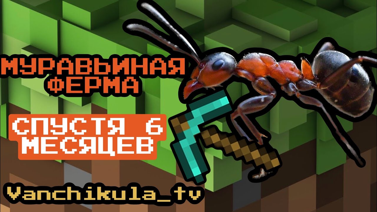 МУРАВЬИНАЯ ФЕРМА. #ФОРМИКАРИЙ СПУСТЯ 6 МЕСЯЦЕВ - YouTube