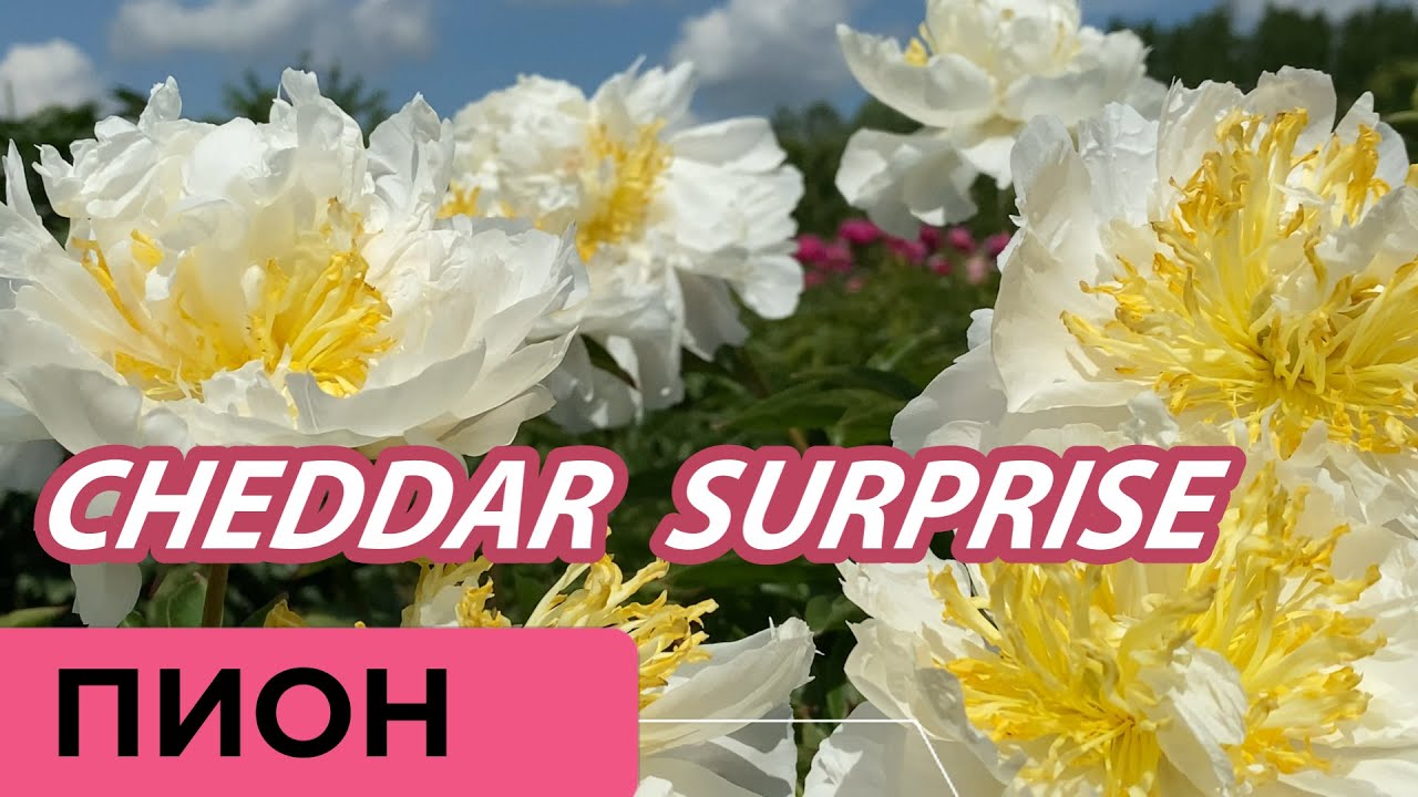 Чудесный белый пион CHEDDAR SURPRISE / Сад Ворошиловой - YouTube